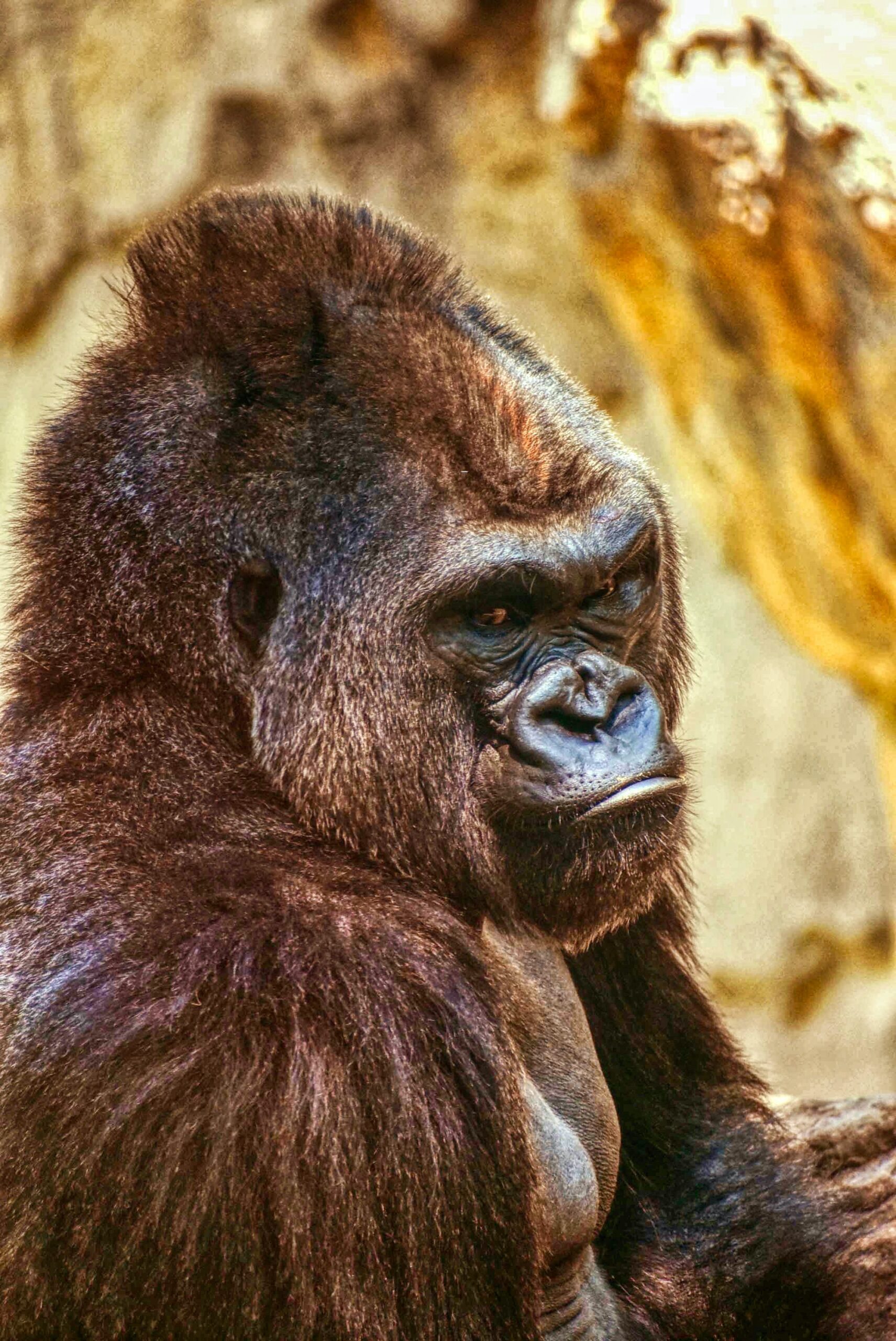 「逆鱗に触れる」は英語で？｜メイクイット英語塾